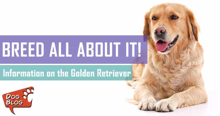Golden Retriever Breed - Facts And Traits | Pet Hero