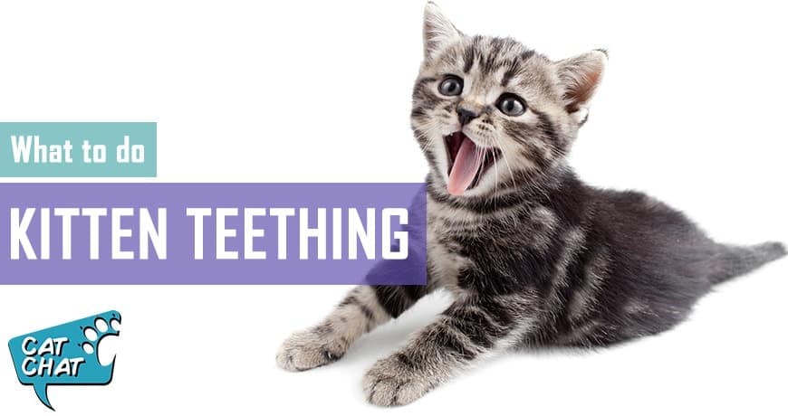 Kitten Teething - What To Do | Pet Hero