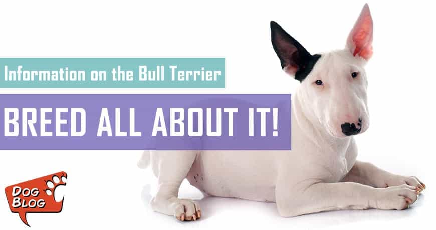 Bull Terrier Breed - Facts And Traits | Pet Hero