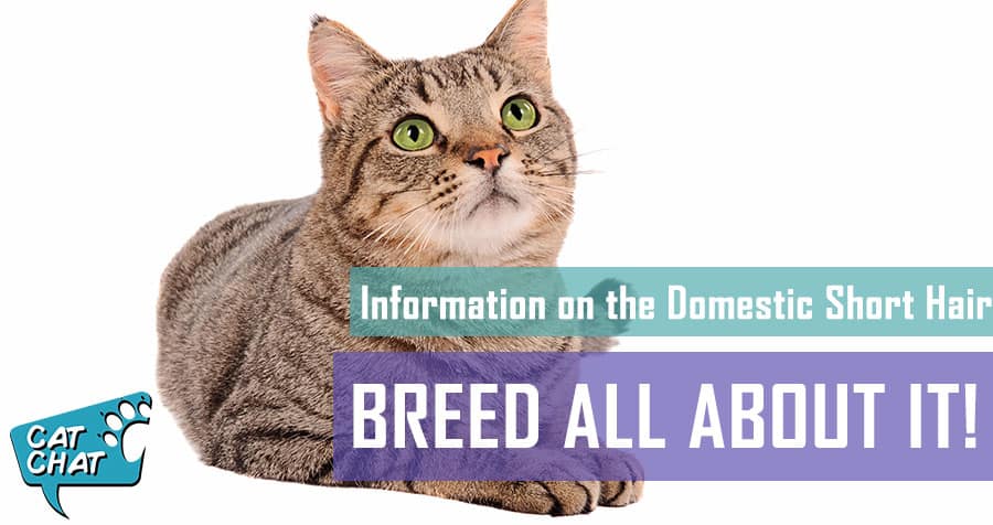 Domestic Shorthair Cat Breed - Facts And Traits | Pet Hero