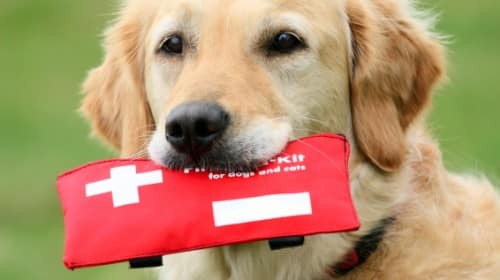 Dogs Assisting Those With Disabilities & Disorders | Pet Hero