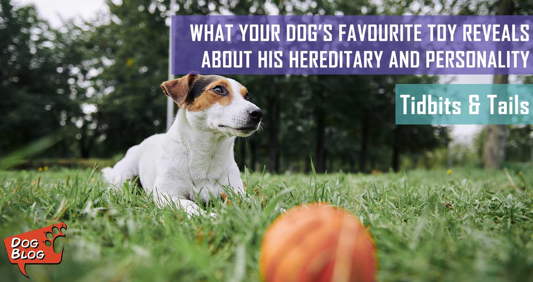 How Your Dog's Toy Can Reveal His Personality | Pet Hero