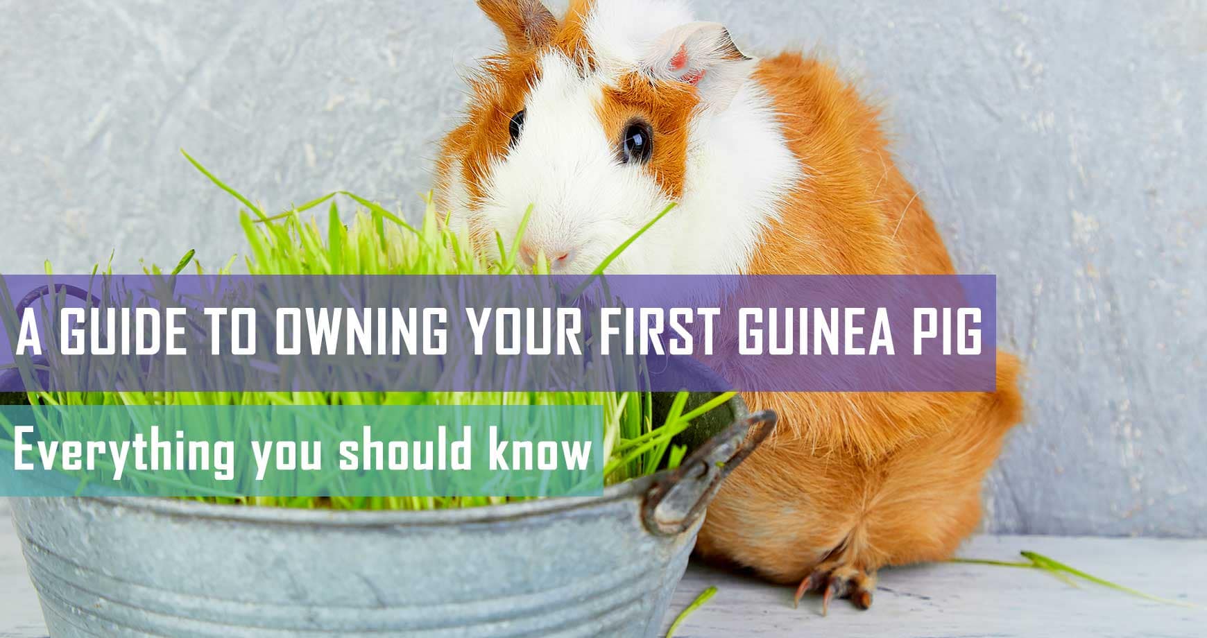 Guinea Pig Care Basics | Pet Hero