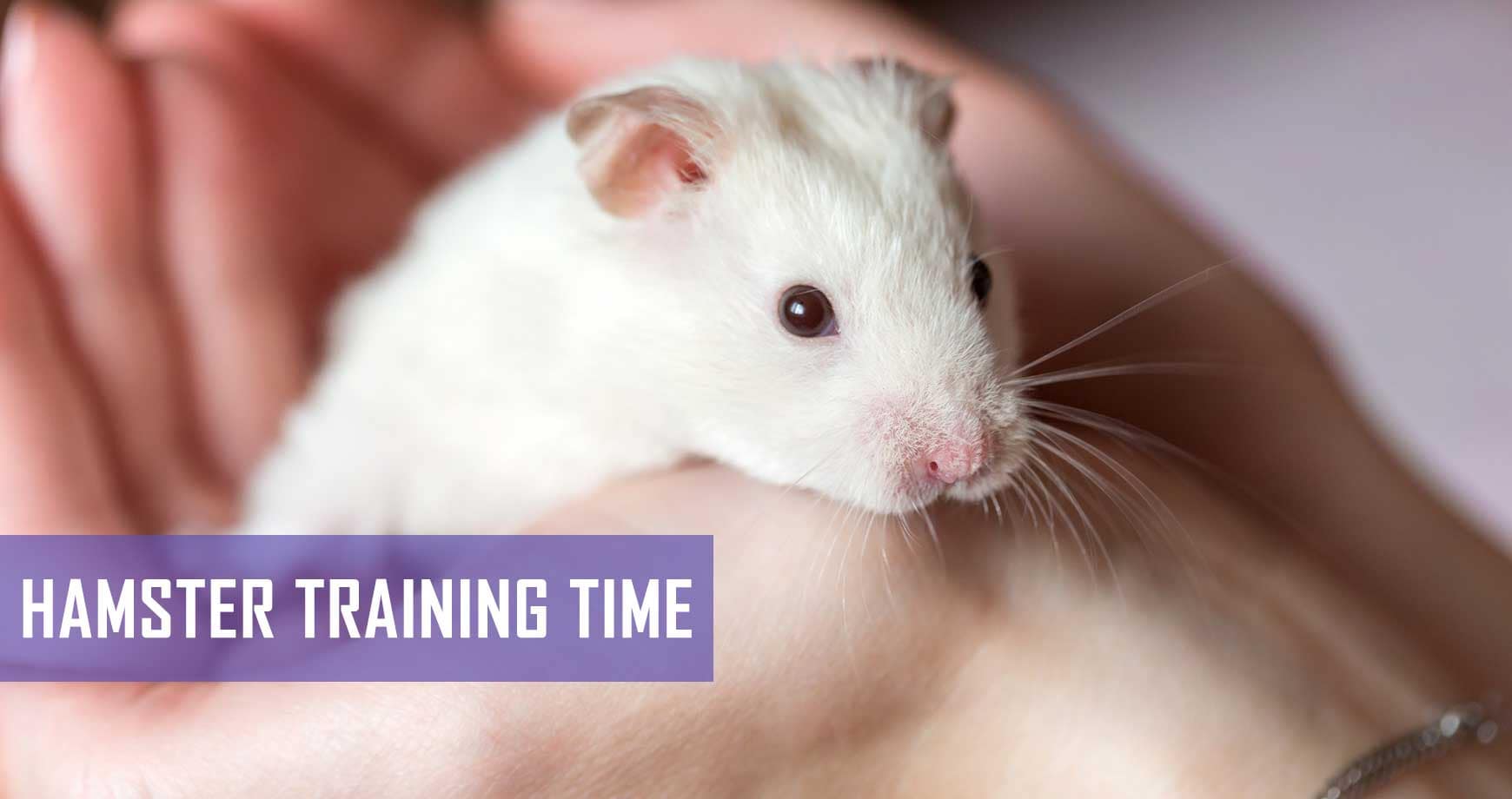 Hamster Training Time | Pet Hero