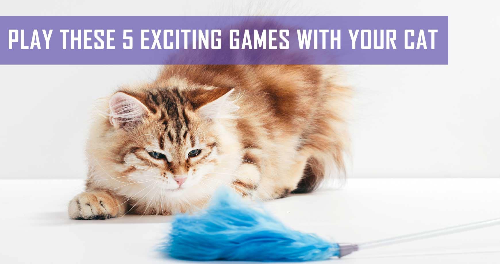 Play These 5 Exciting Games With Your Cat | Pet Hero