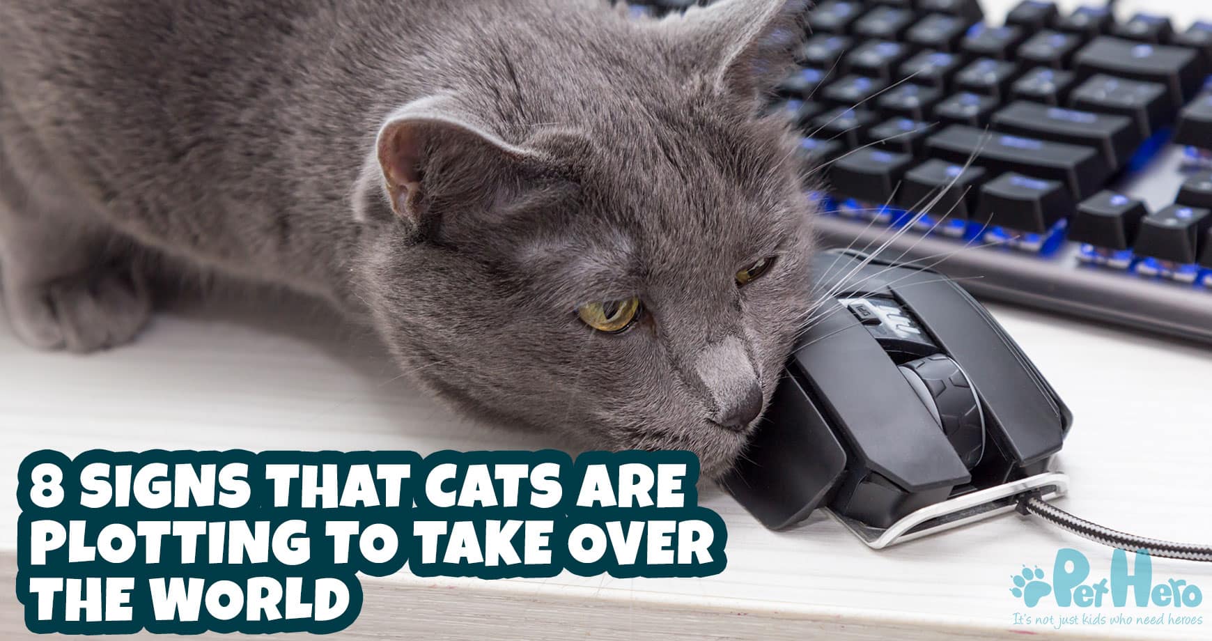 8 Signs That Cats Are Plotting To Take Over The World | Pet Hero