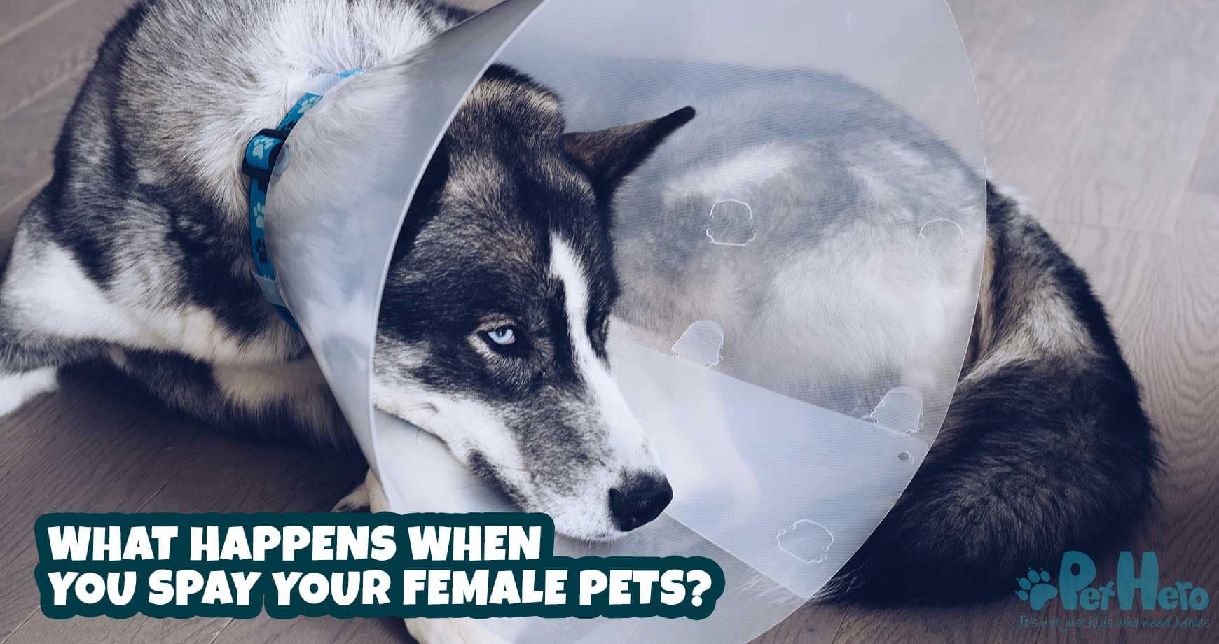 What Happens When You Spay Your Female Pets? | Pet Hero