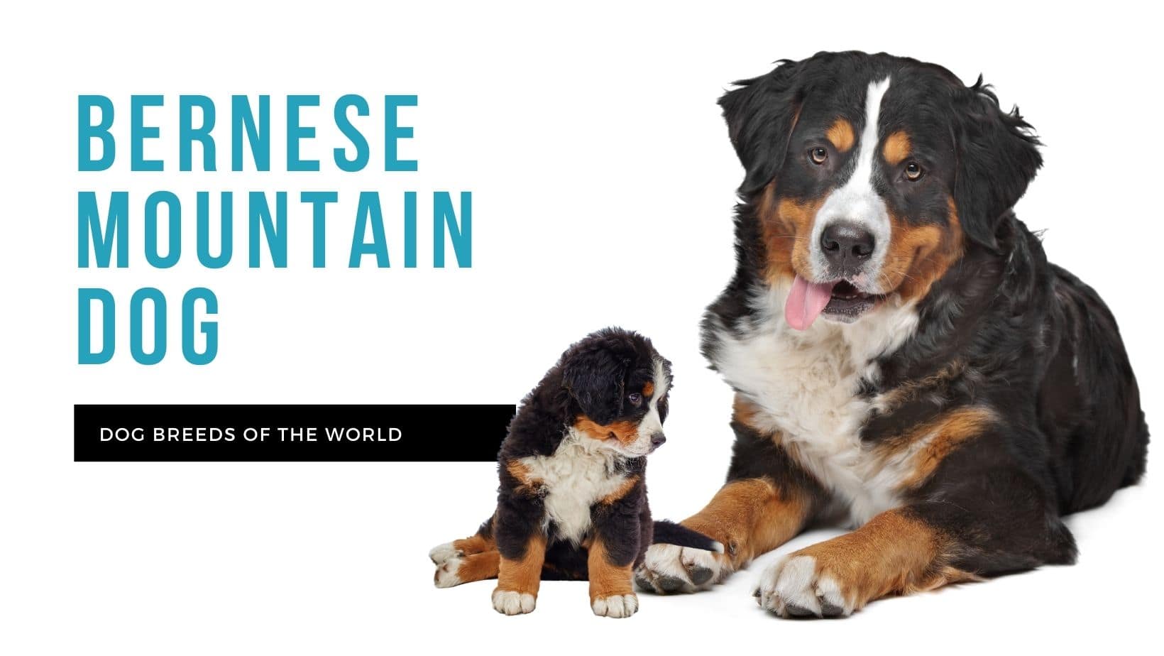 St. Bernard | Pet Hero