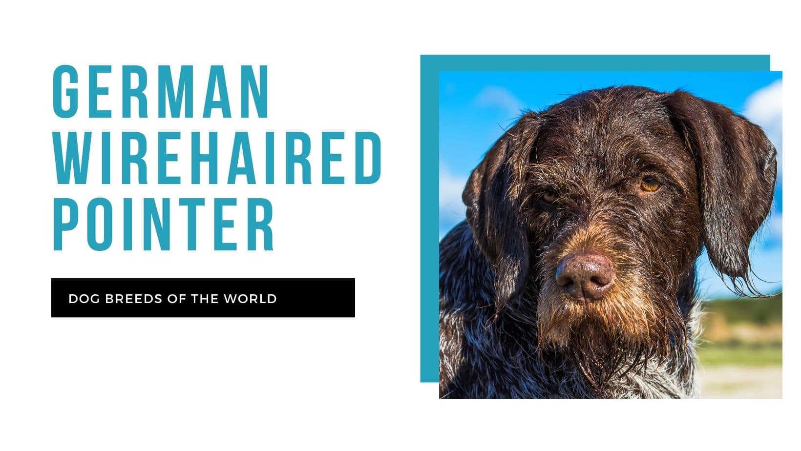 German Wirehaired Pointer | Pet Hero