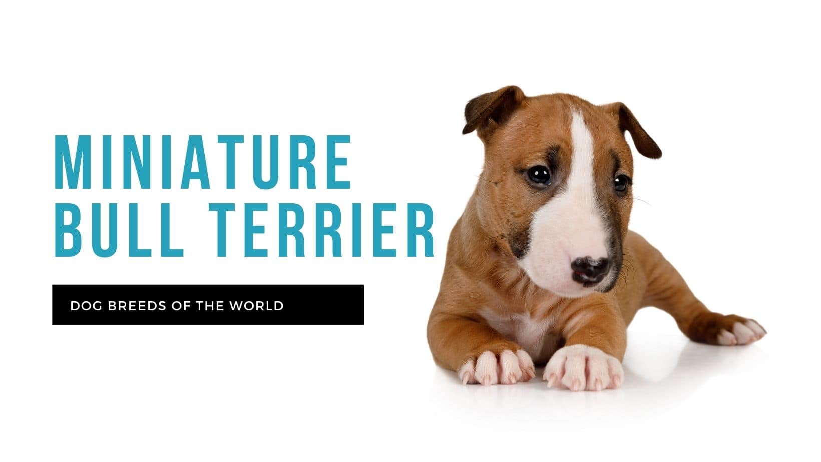 Miniature Bull Terrier | Pet Hero