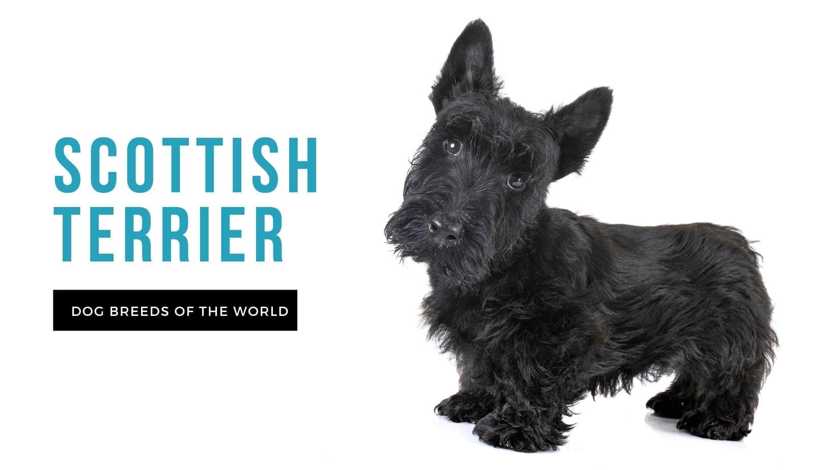 Dog Breeds Scottish A Scottish Deerhound Dog Breed & Adoption Info