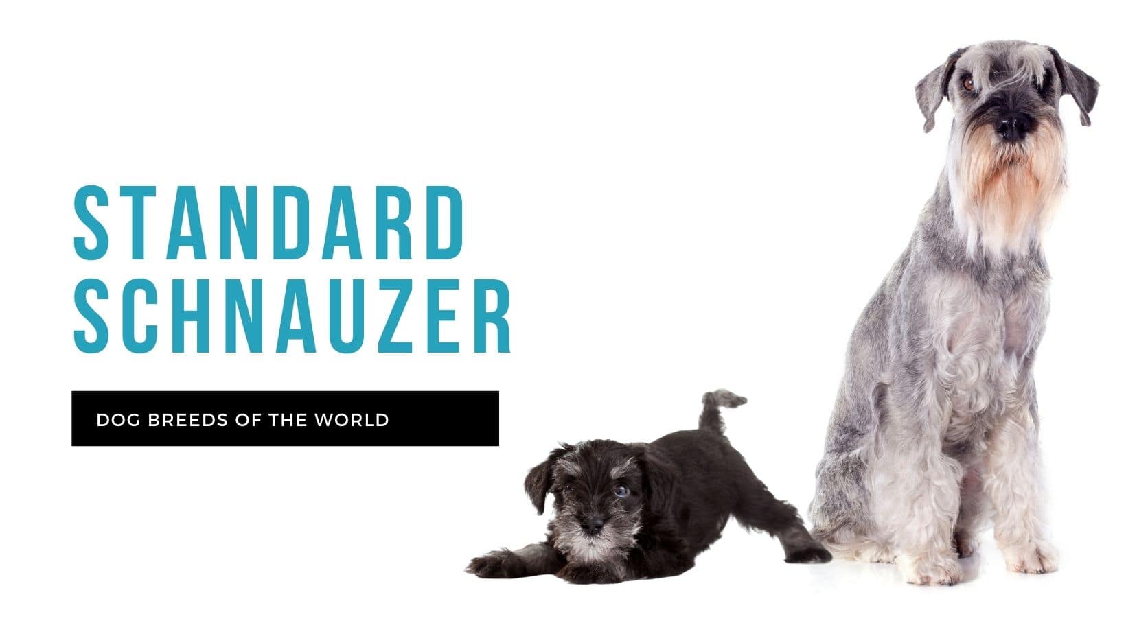 Standard Schnauzer