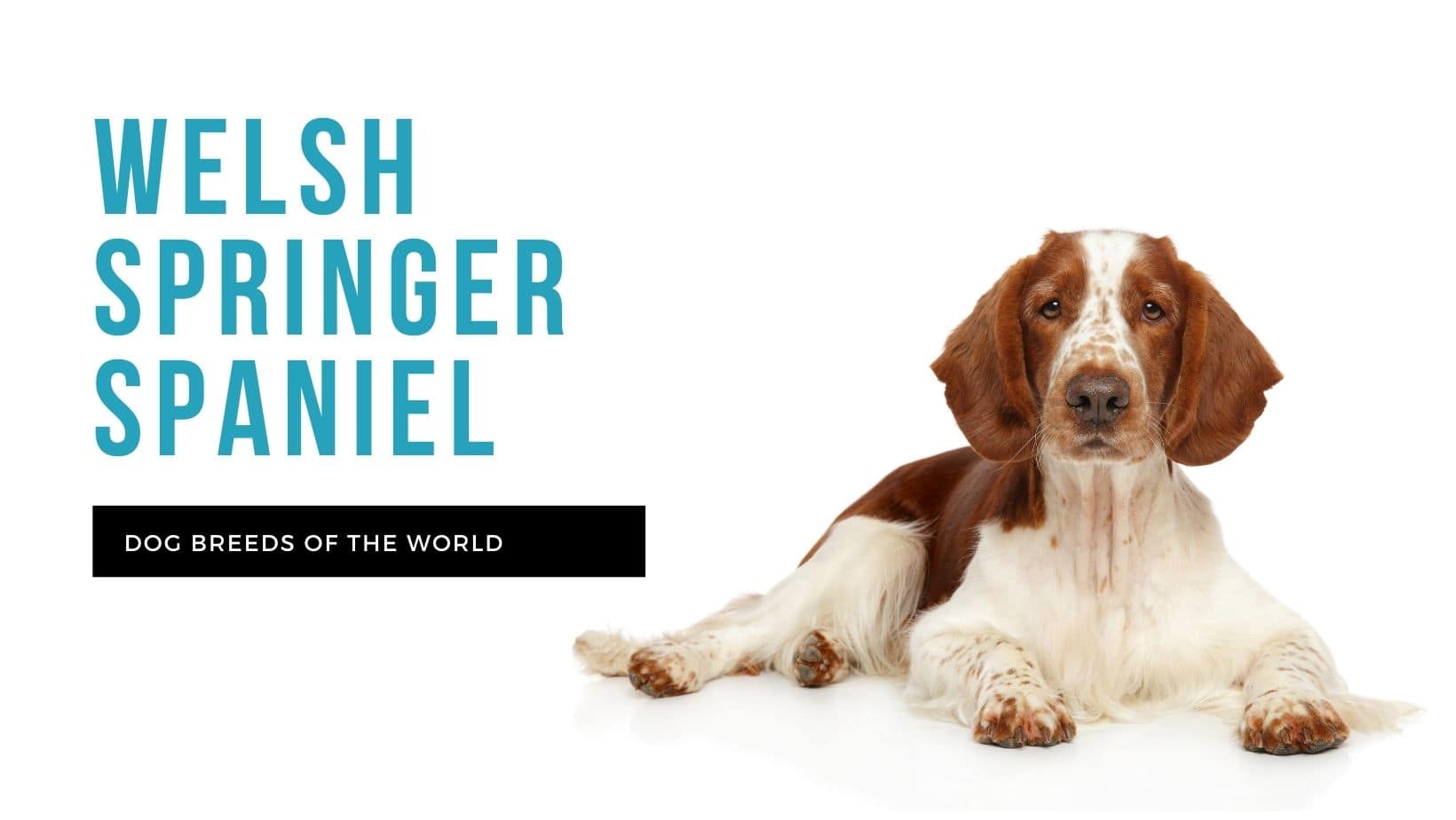 Welsh Springer Spaniel | Pet Hero