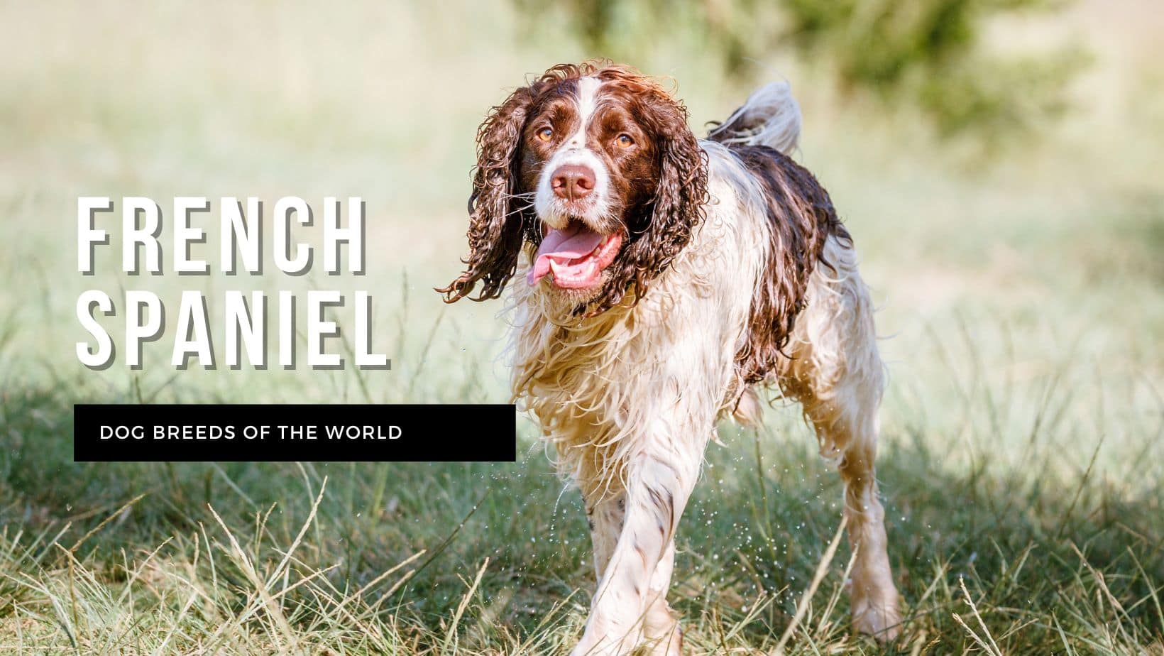 French Spaniel | Pet Hero