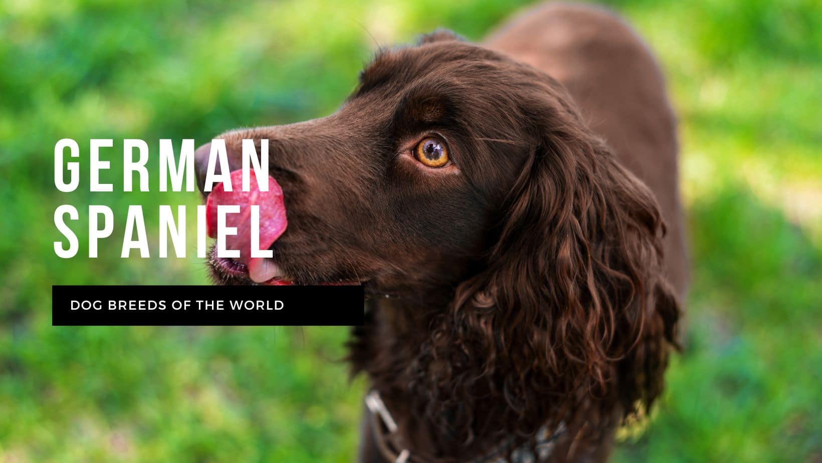 German Spaniel | Pet Hero