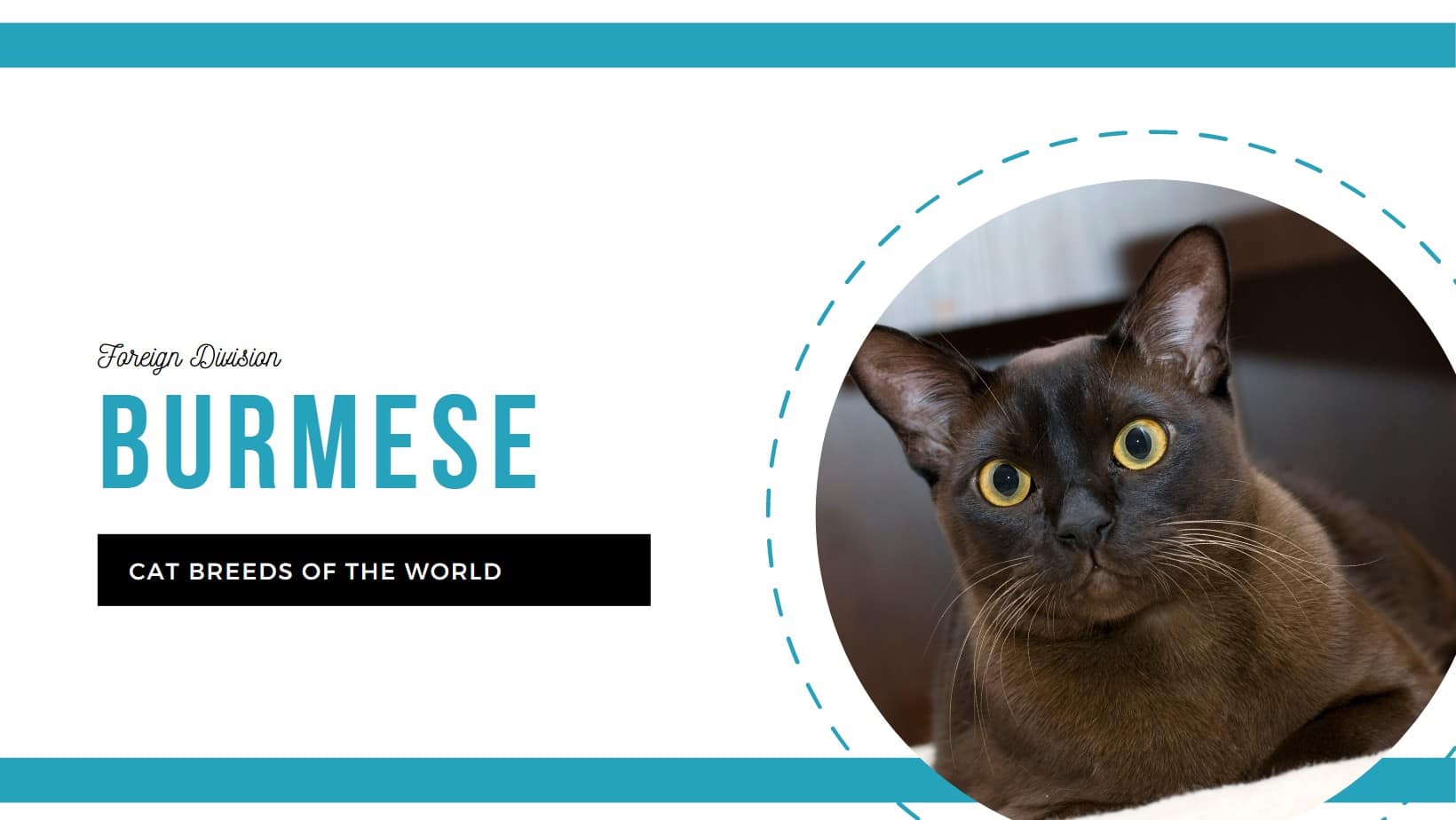 Burmese | Pet Hero