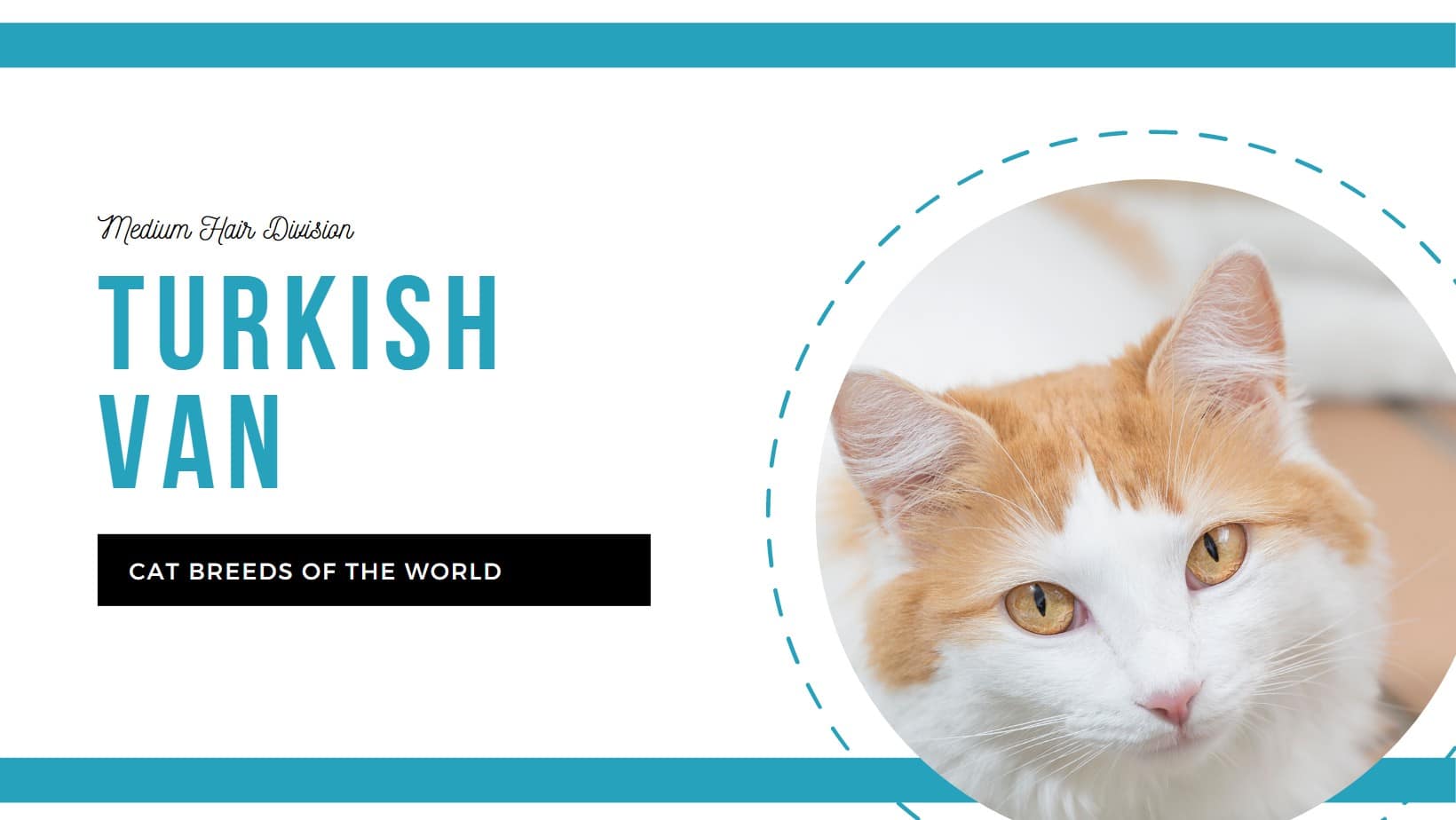 Turkish Van | Pet Hero