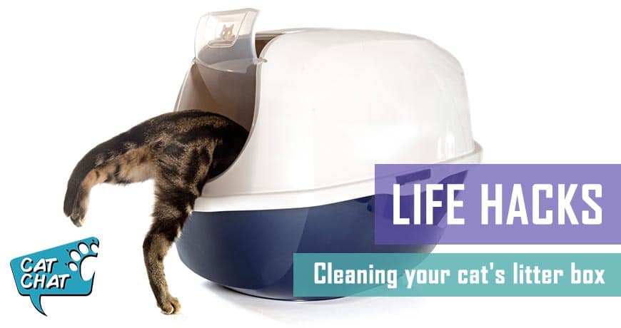 How To Clean Your Cat's Litter Box | Pet Hero
