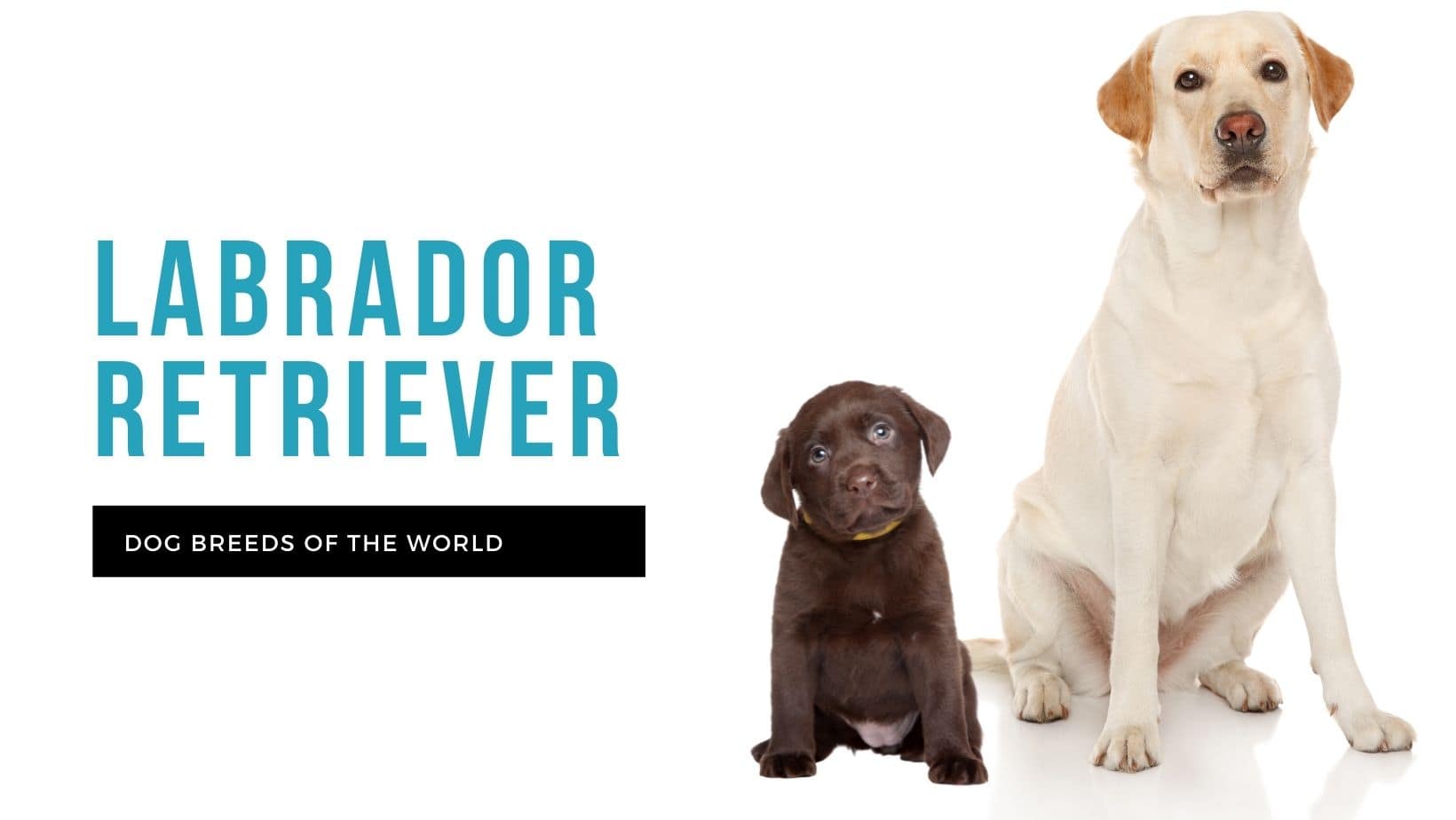 Labrador Retriever | Pet Hero