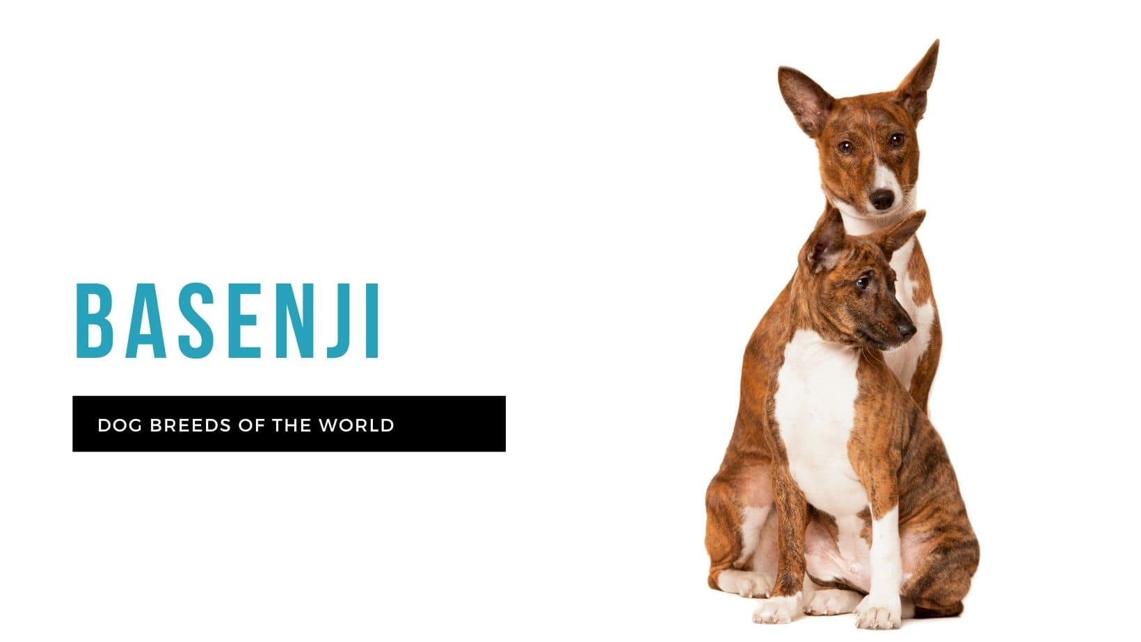 Basenji | Pet Hero
