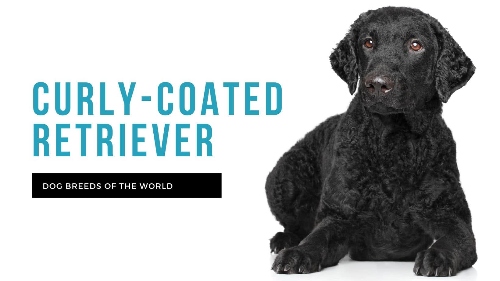 Are Curly Coated Retriever The Most Intelligent Dogs